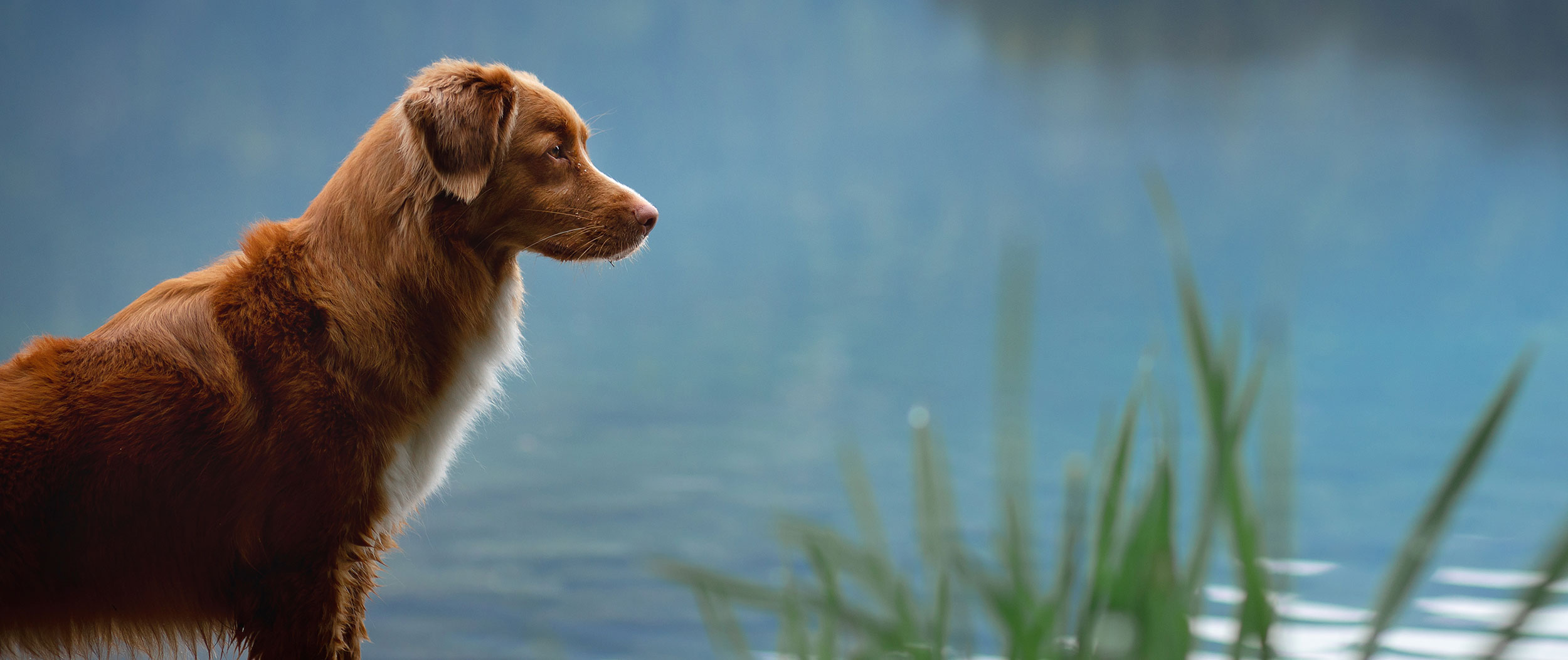 Pet Acupuncture in Milford, OH - Day Heights Veterinary Clinic