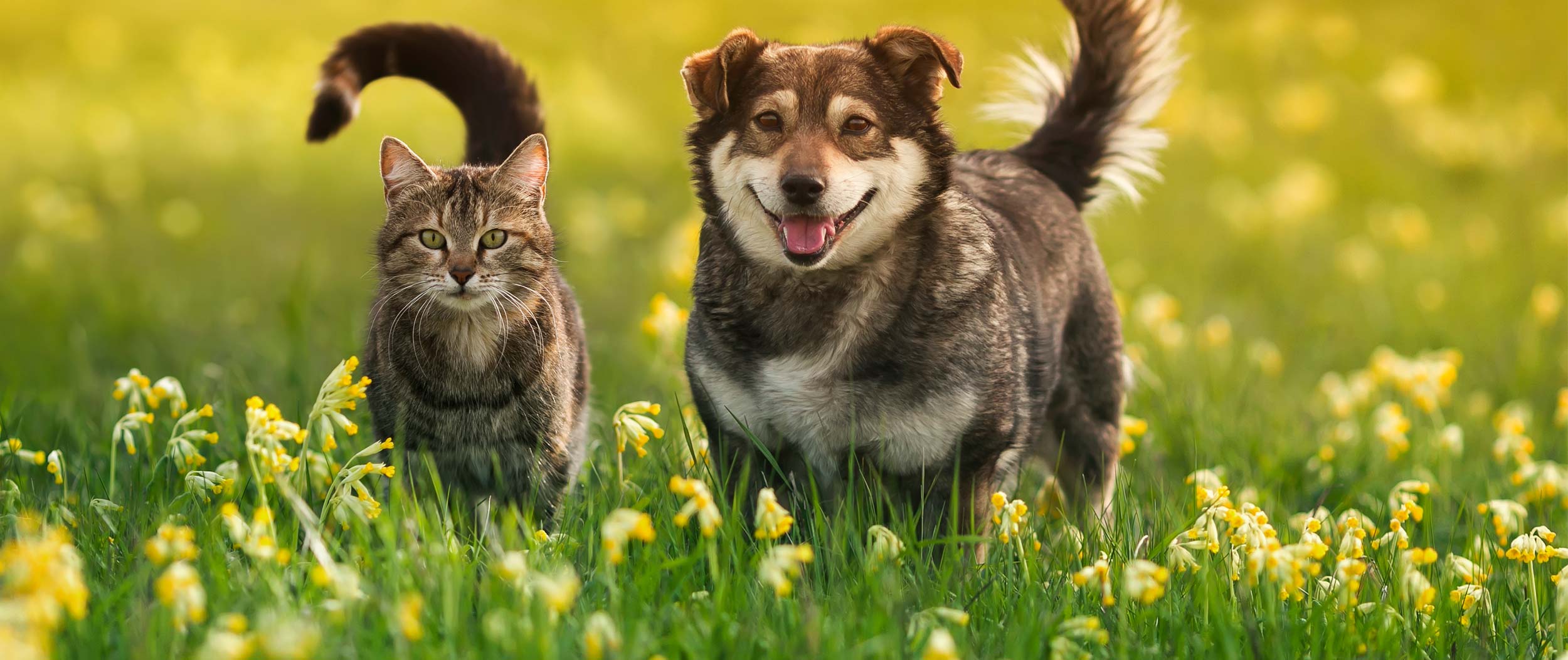 Pet Behavioral Counseling in Ohio | Day Heights Veterinary Clinic